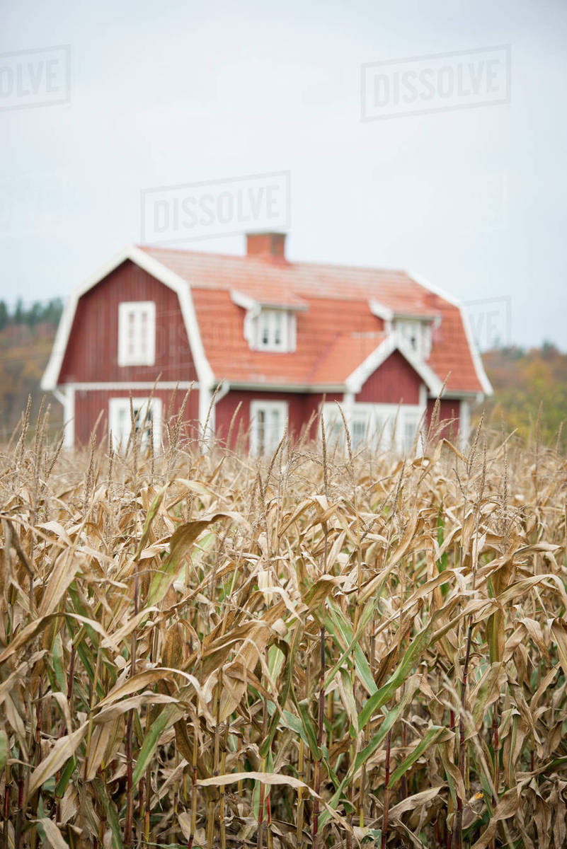 Corn field, farmhouse on background - Stock Photo - Dissolve
