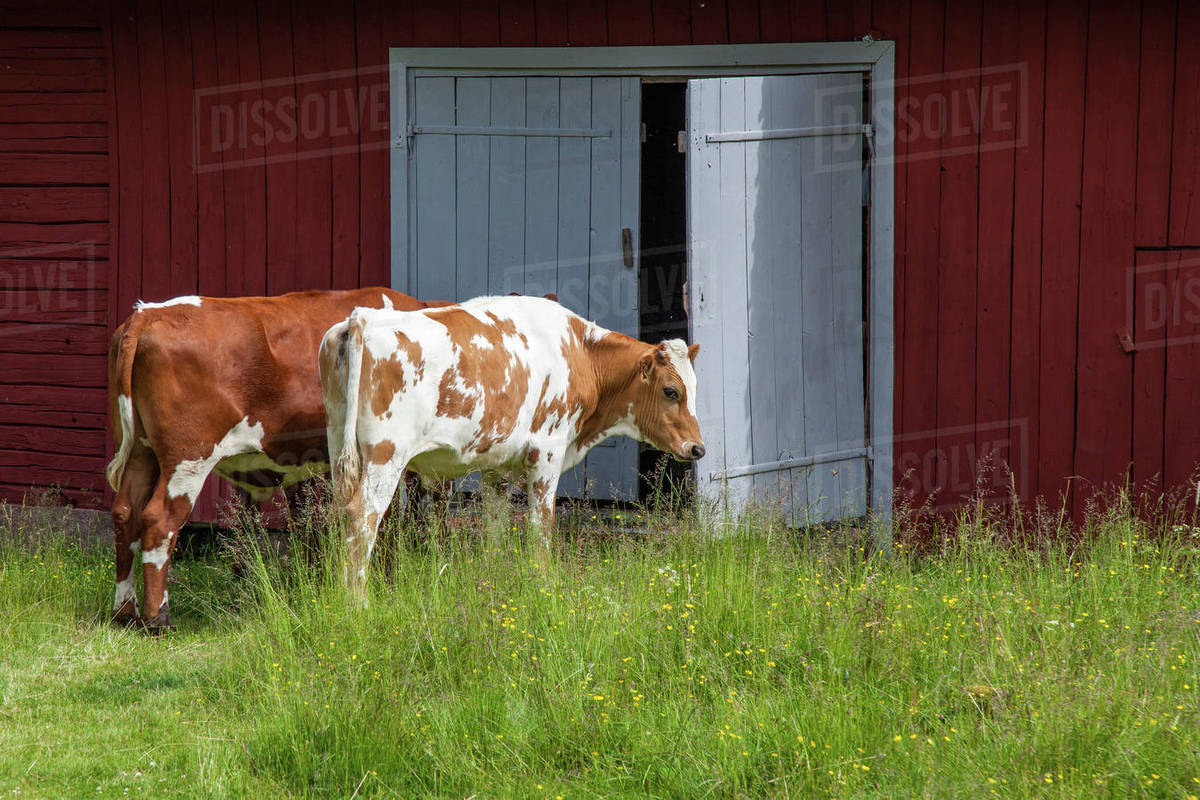 Cows near barn - Royalty-free Stock Photo | Dissolve