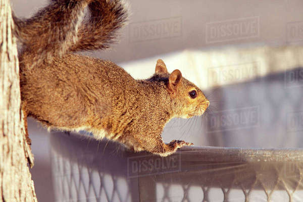 Squirrel, close-up - Royalty-free Stock Photo | Dissolve