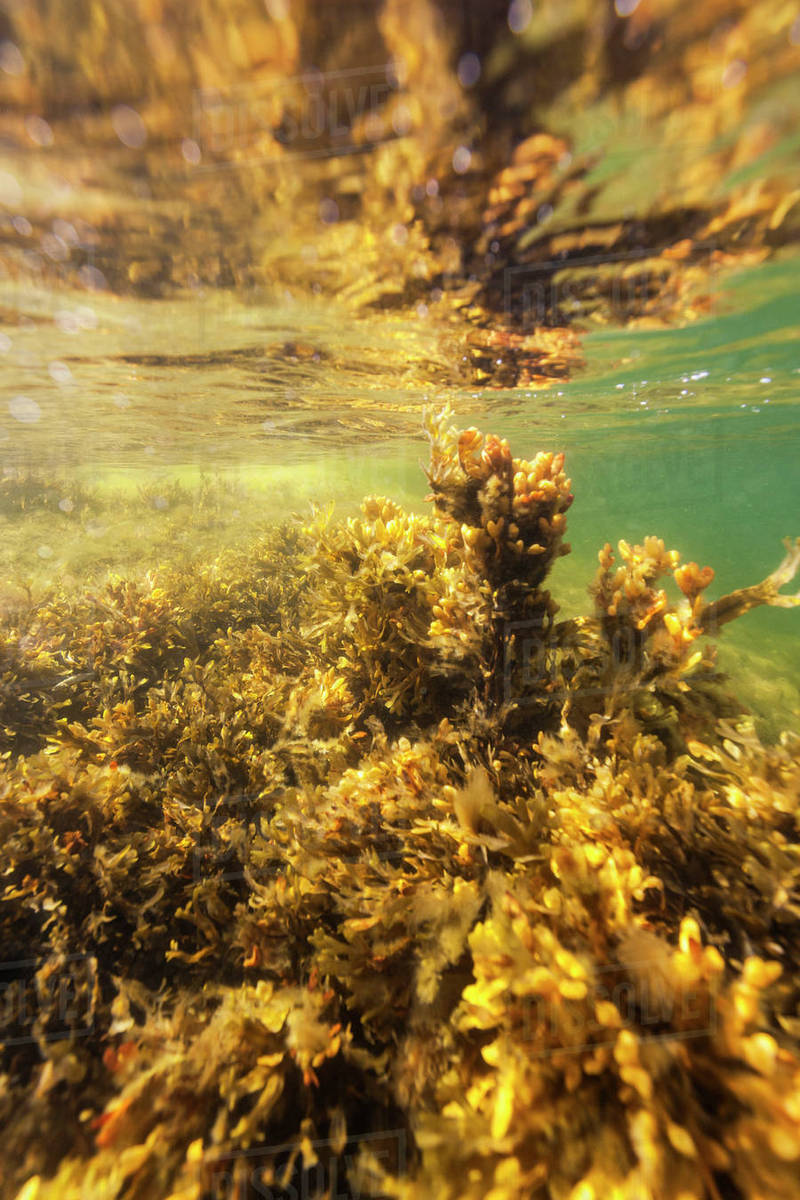 Seaweed under water - Royalty-free Stock Photo | Dissolve