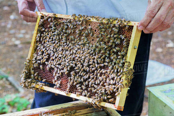 Bee keeping - Royalty-free Stock Photo | Dissolve