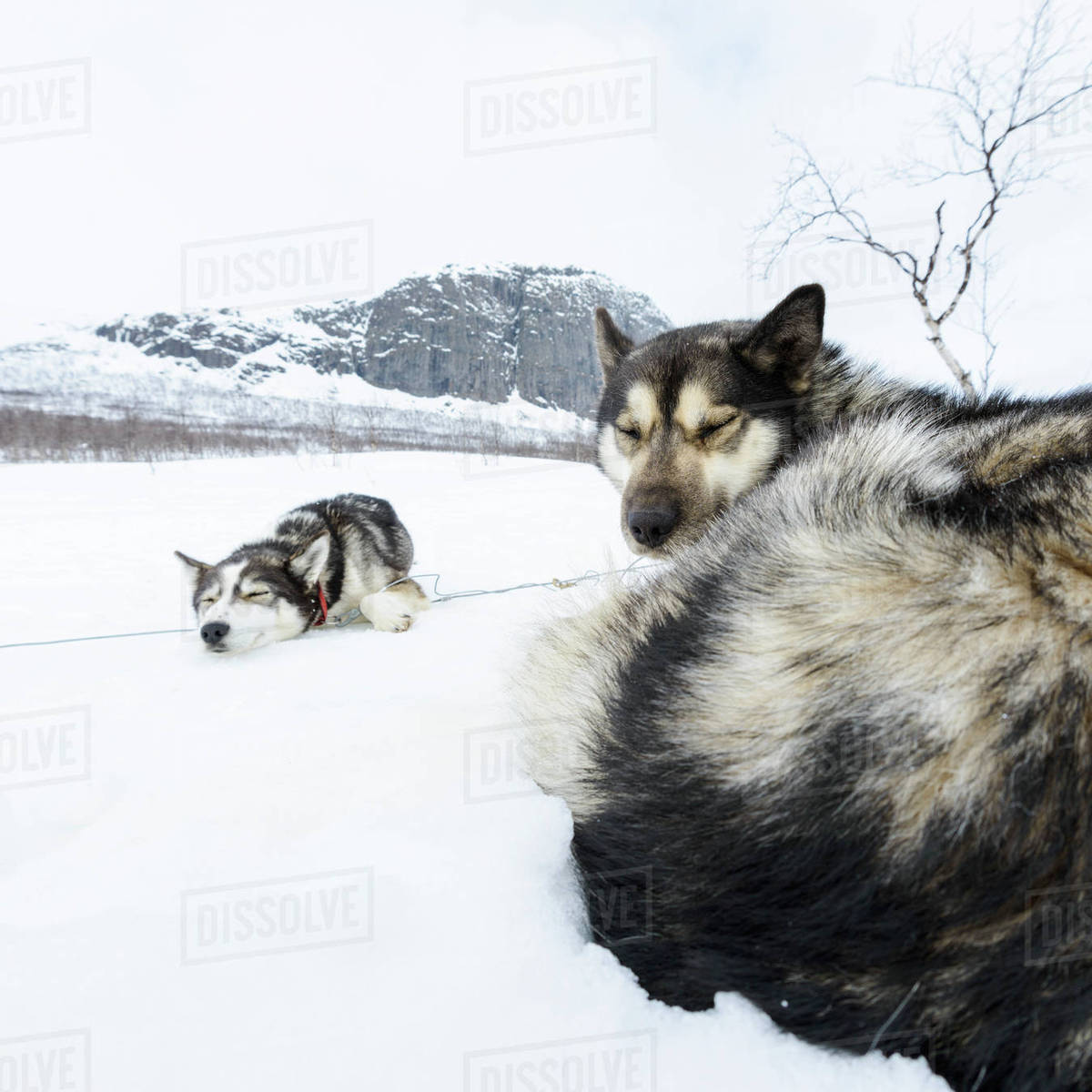 Dog sleeping in snow - Royalty-free Stock Photo | Dissolve
