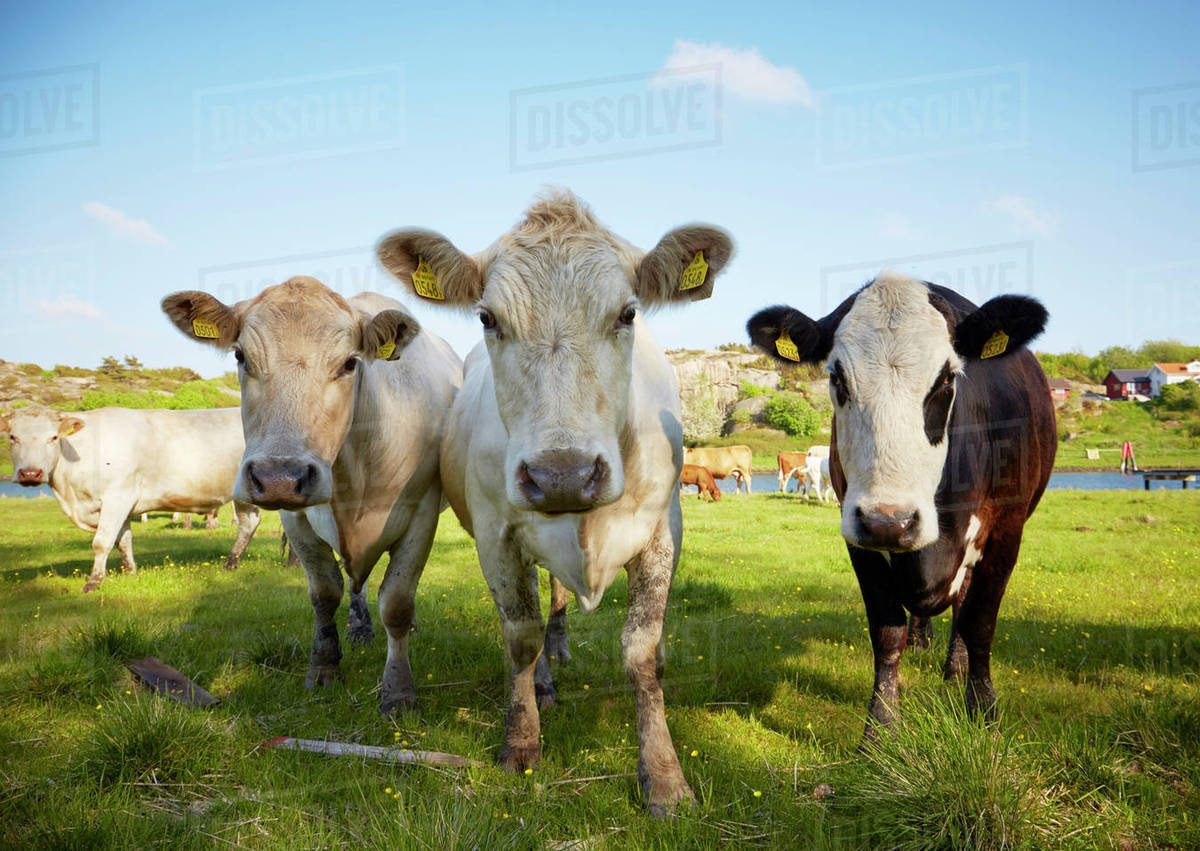 Cows on pasture - Royalty-free Stock Photo | Dissolve