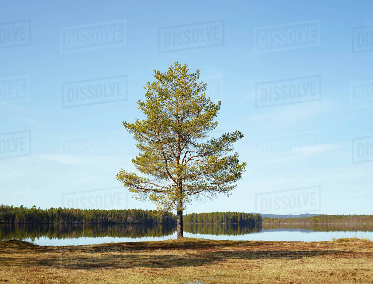 Tree at lake - Royalty-free Stock Photo | Dissolve