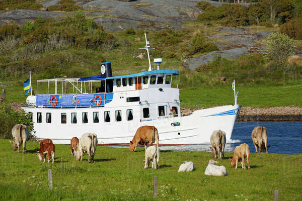 Cows grazing, boat on background - Royalty-free Stock Photo | Dissolve