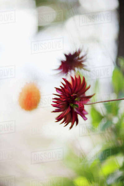Red flower - Stock Photo - Dissolve