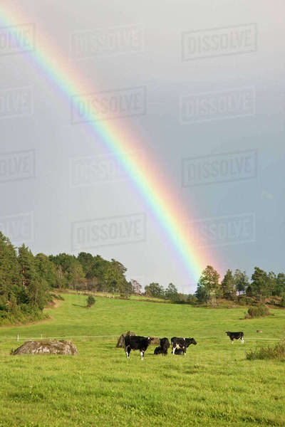 Rainbow above pasture - Royalty-free Stock Photo | Dissolve