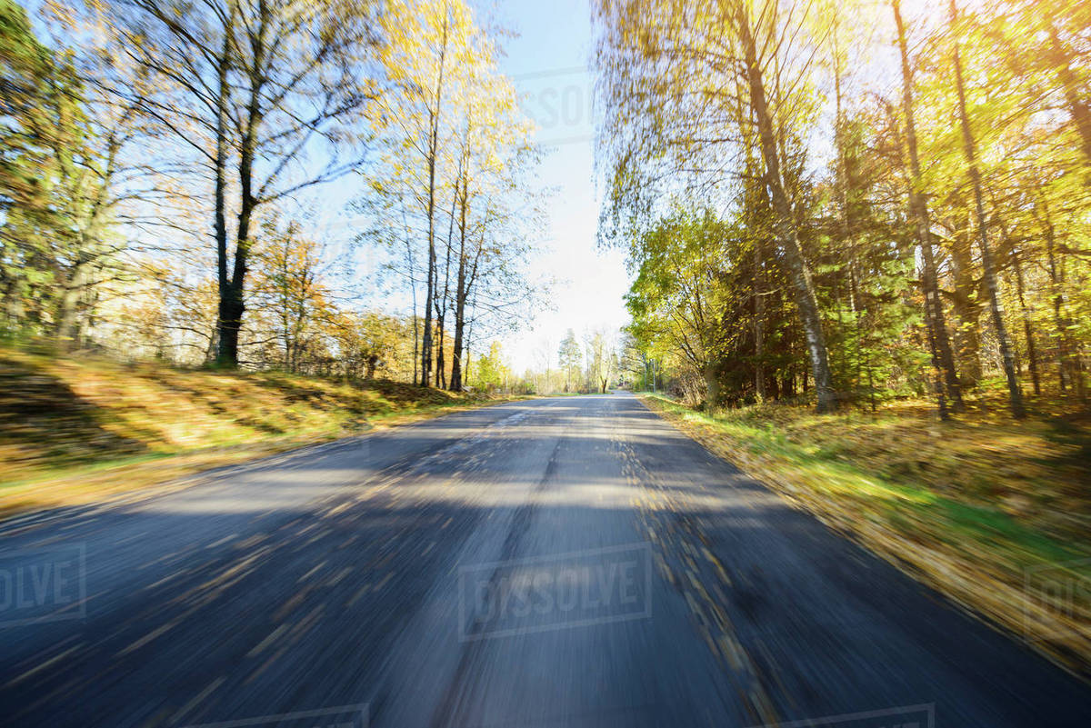 Road going through forest - Stock Photo - Dissolve