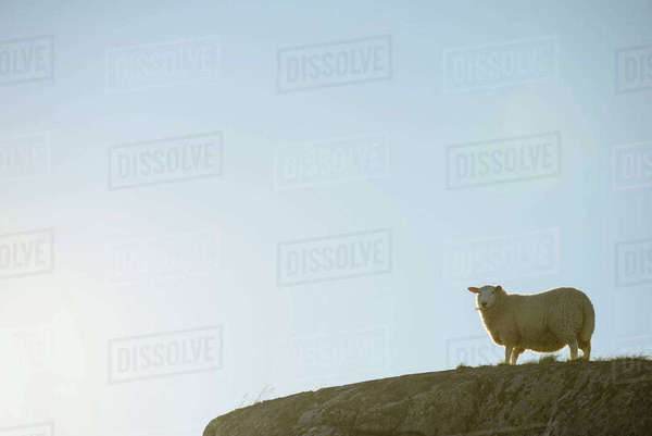 Sheep on rock - Royalty-free Stock Photo | Dissolve