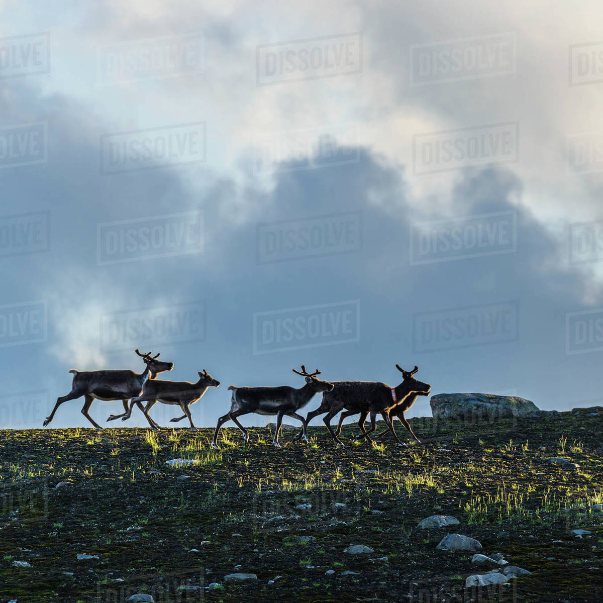 Group of reindeer - Stock Photo - Dissolve