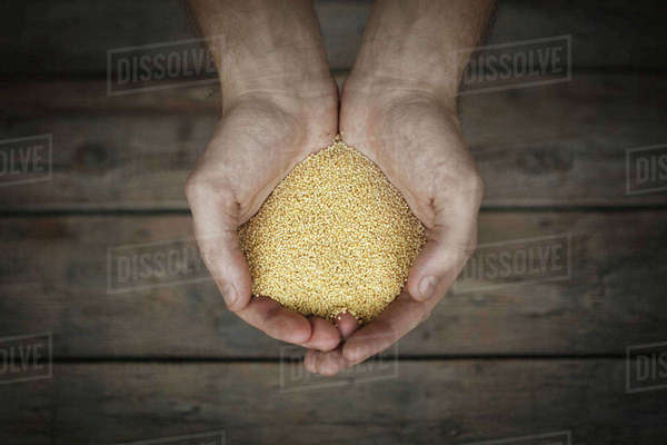 Millets in mans hands, close-up - Royalty-free Stock Photo | Dissolve