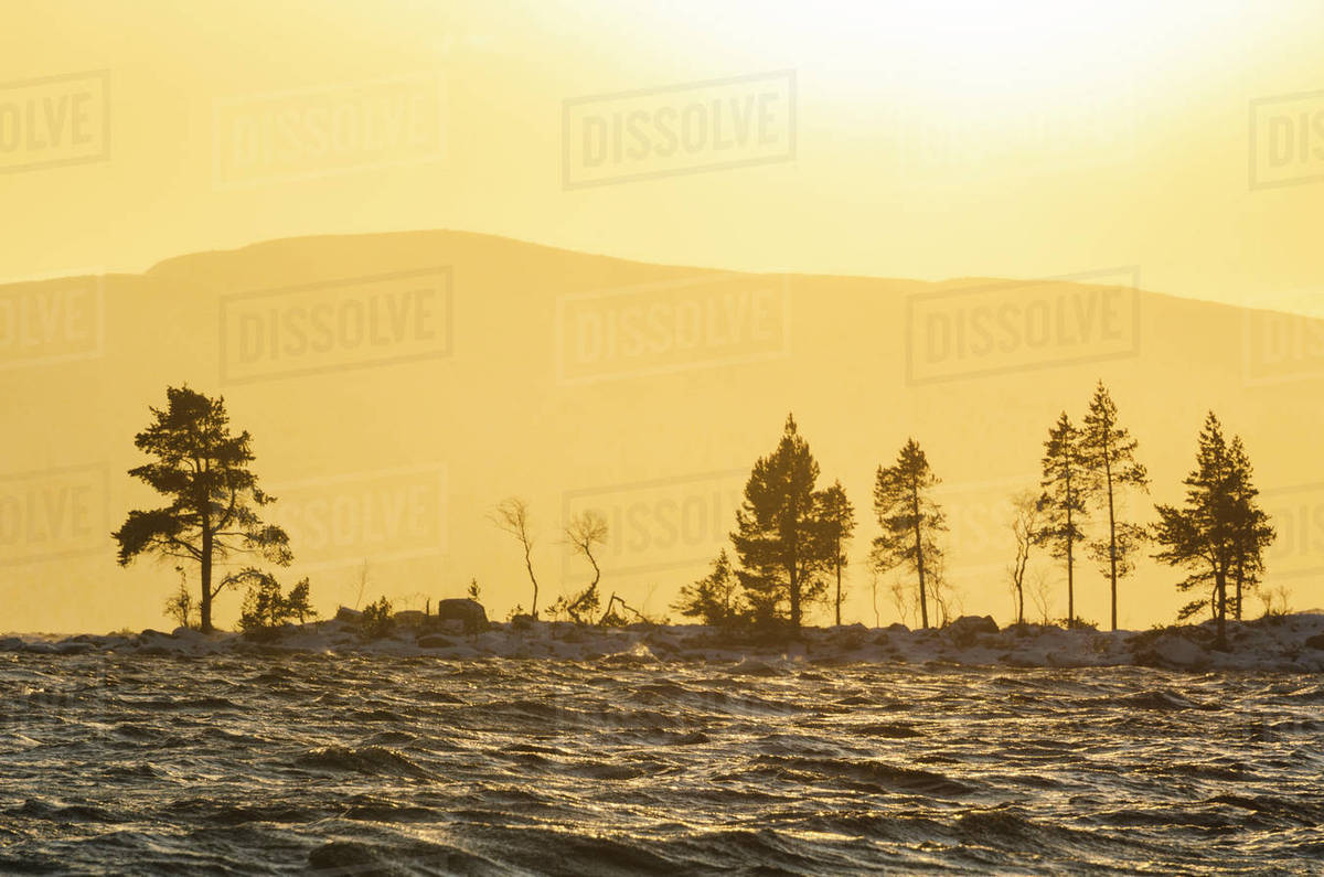 Trees at lakeshore at sunset - Stock Photo - Dissolve