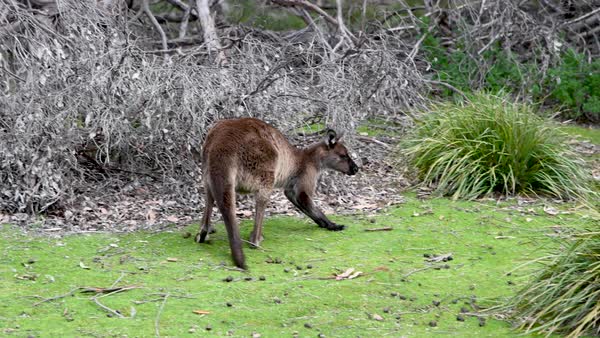 Kangaroo moving and jumping on the grass - Stock Video Footage - Dissolve