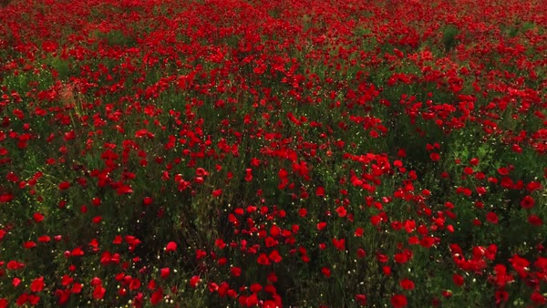 Aerial shot amazing blossom big red flower on natural meadow shooting ...