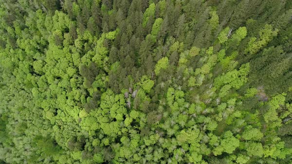 Birds Eye View Aerial Background High Above Vibrant Bright Green Trees ...
