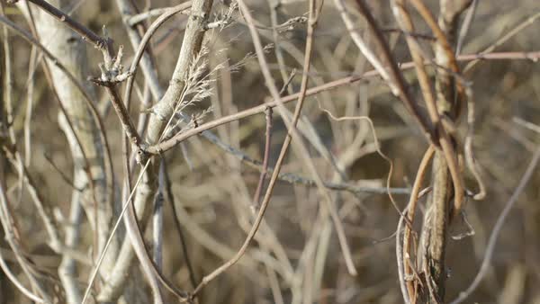 Dolly close-up shot of naked tangled bush branches in early spring ...