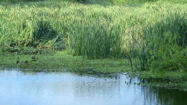 Marsh or swamp grasses and bulrush or cattail reeds of a wetlands area ...