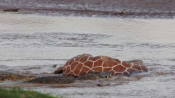 Nile crocodile, crocodylus niloticus, adults on a kill, a reticulatd ...
