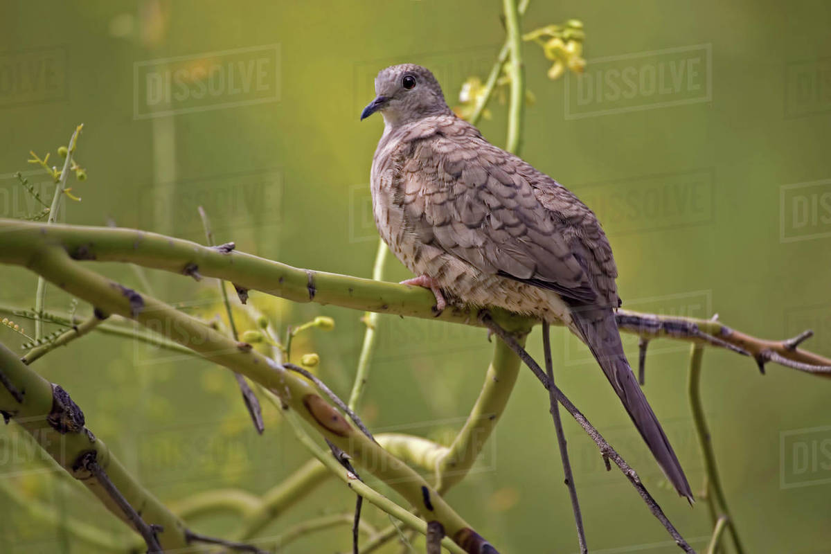 A Beautiful Inca Dove, Columbina inca - Stock Photo - Dissolve