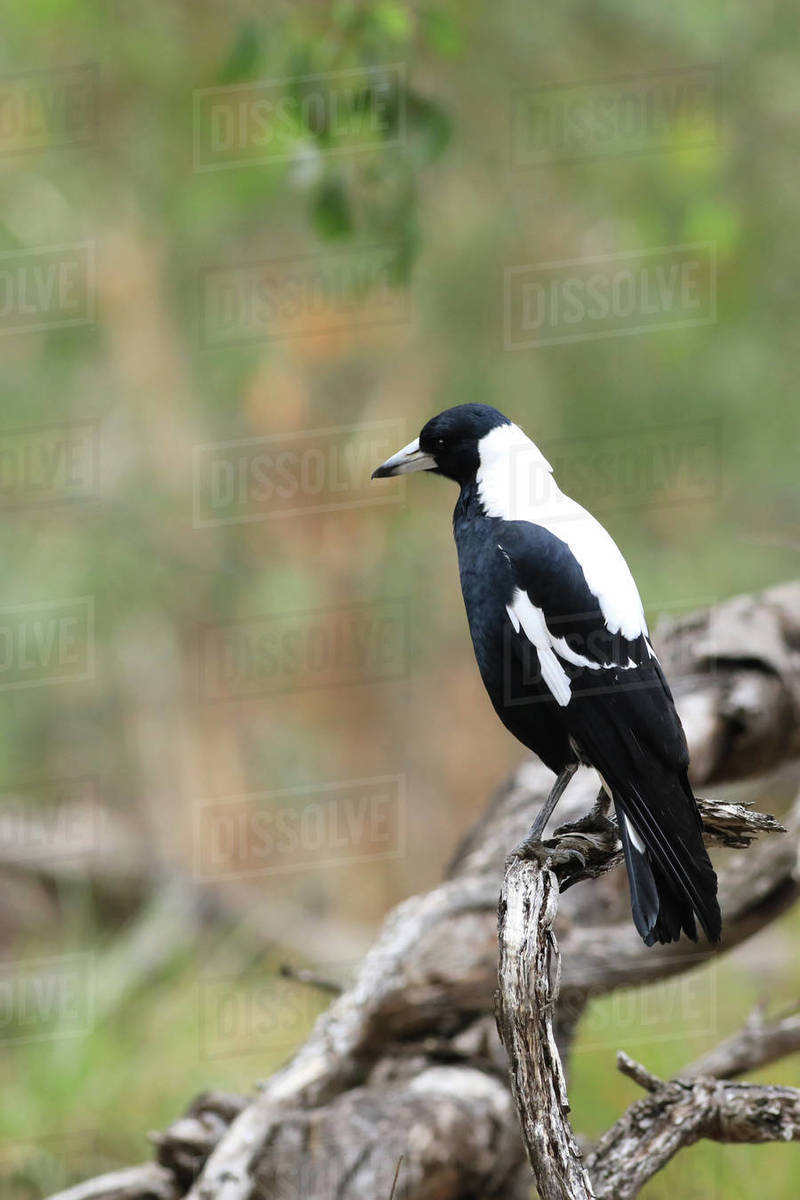 A Vertical of Australian Magpie, Cracticus tibicen, perched - Royalty ...