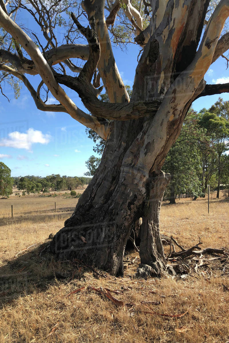 A Large Gum Tree in Australia - Royalty-free Stock Photo | Dissolve