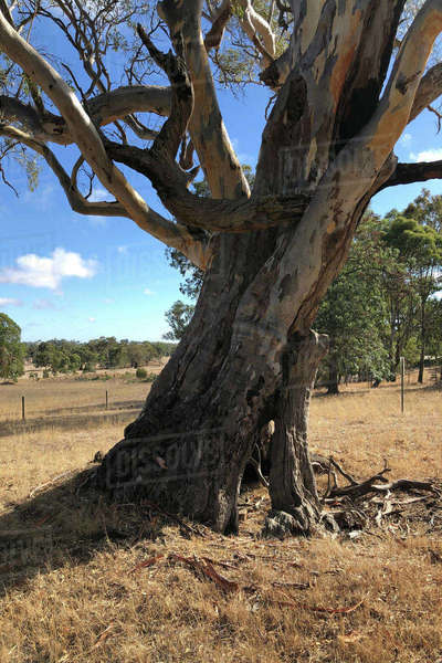 A Large Gum Tree in Australia - Stock Photo - Dissolve