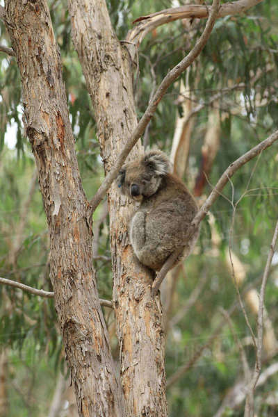 A Vertical of Koala, Phascolarctos cinereus, relaxing - Royalty-free ...