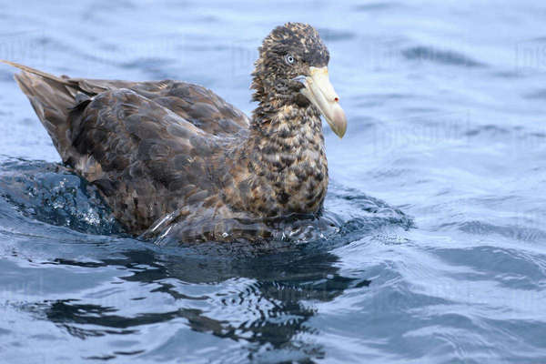 A Northern Giant Petrel, Macronectes halli - Royalty-free Stock Photo ...