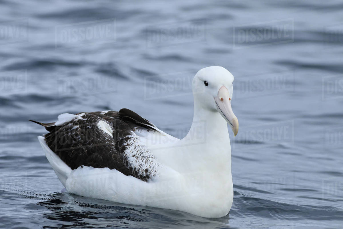Southern royal albatross swimming in sea - Royalty-free Stock Photo ...