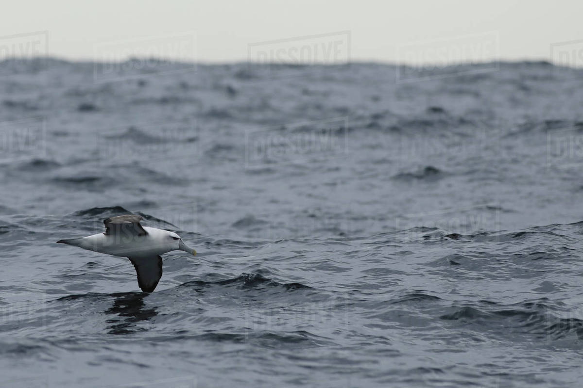 White-capped albatross flying over sea - Royalty-free Stock Photo ...