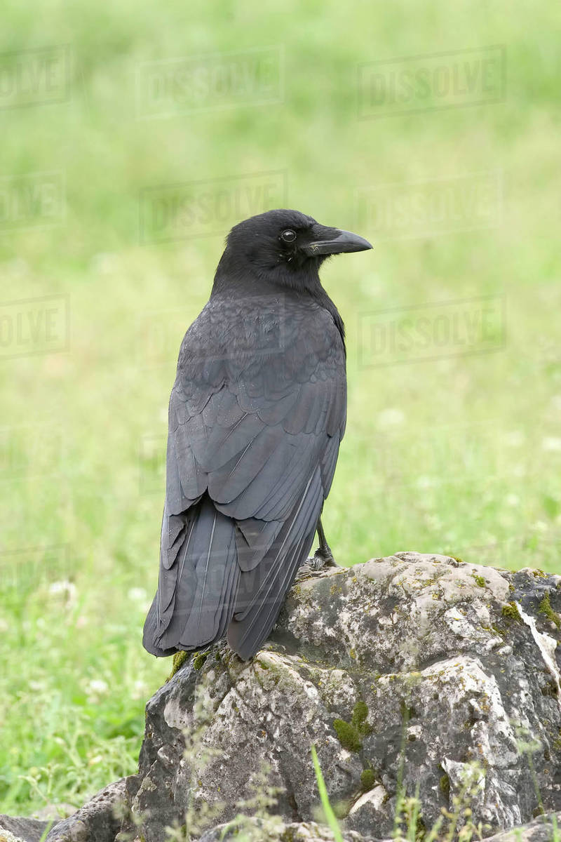 An American Crow, Corvus brachyrhynchos, standing on rock - Royalty ...