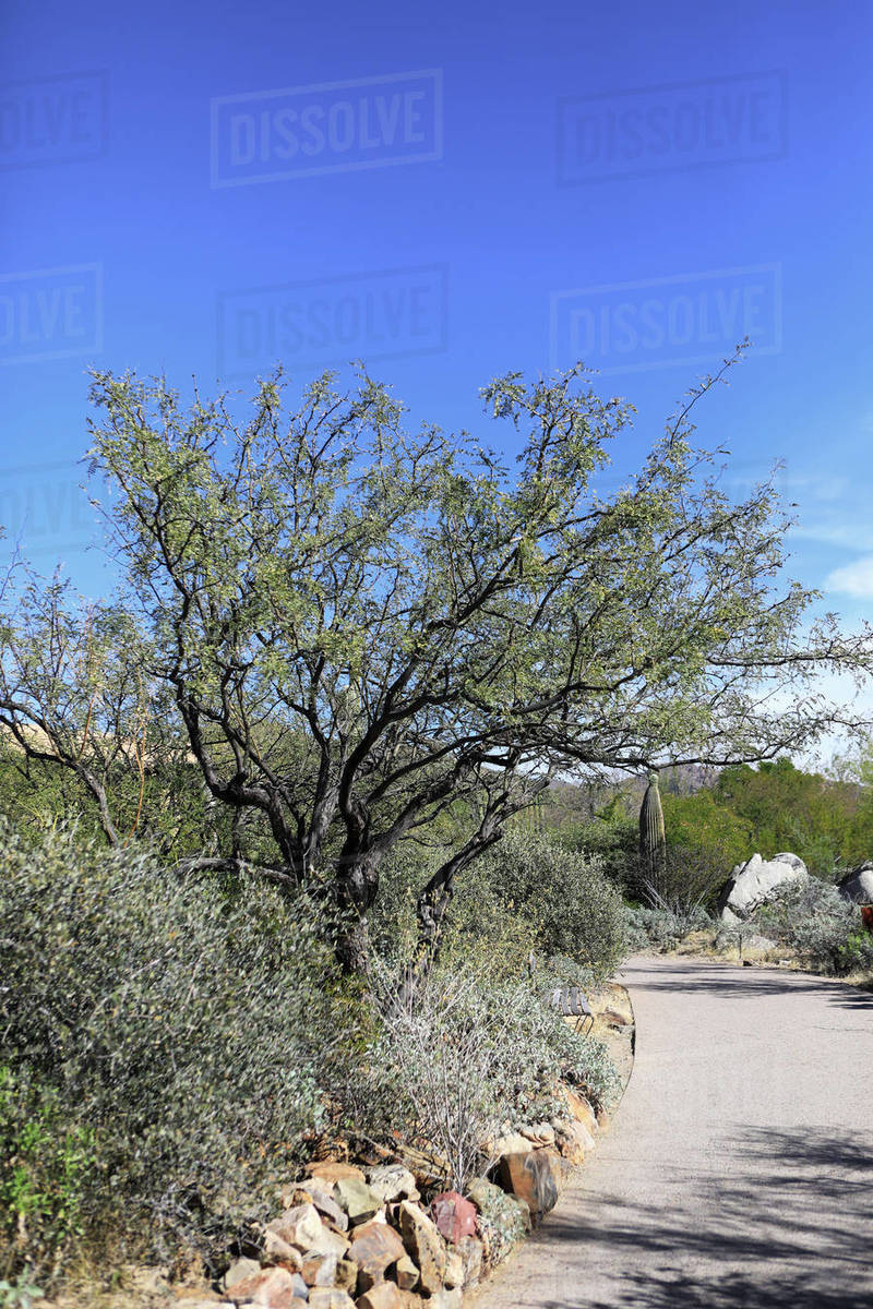 A View of Velvet Mesquite, Prosopis velutina - Royalty-free Stock Photo ...