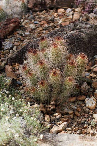 A View of Pincushion Cactus, Cochemiea setispina - Royalty-free Stock ...