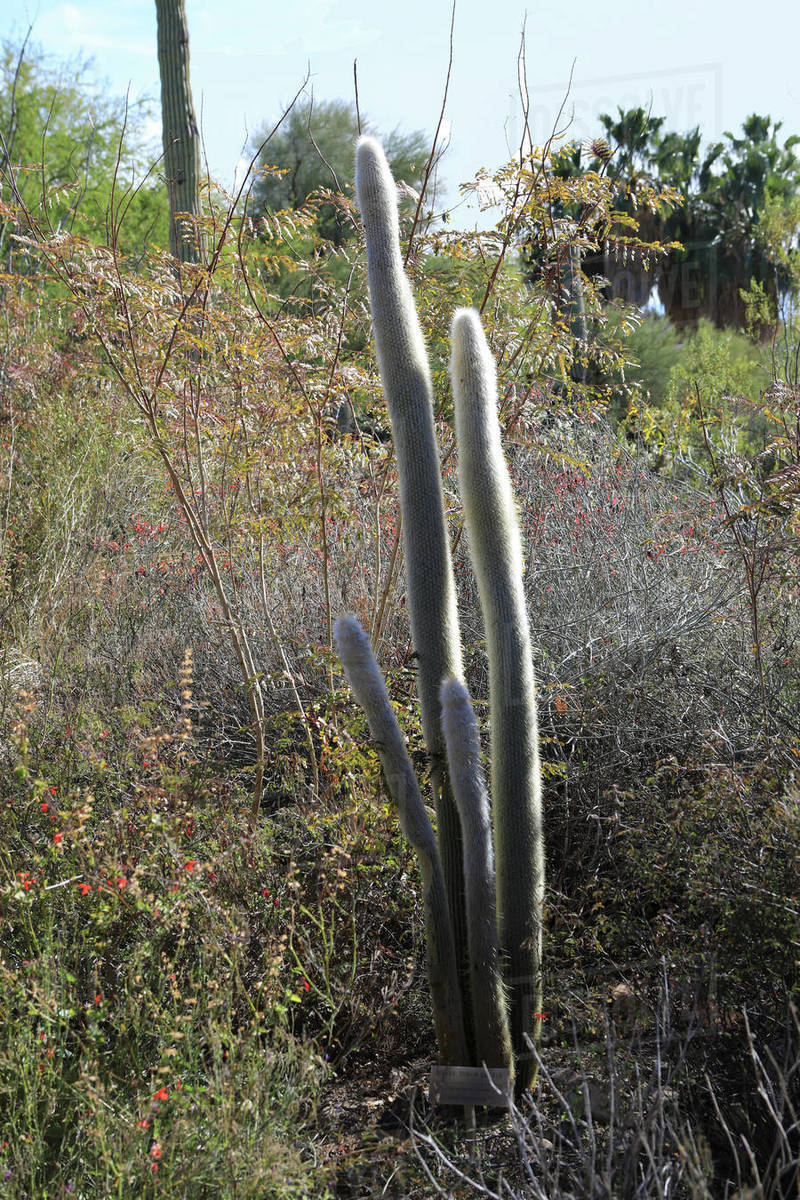 A Silver Torch Cactus, Cleistocactus strausii - Royalty-free Stock ...