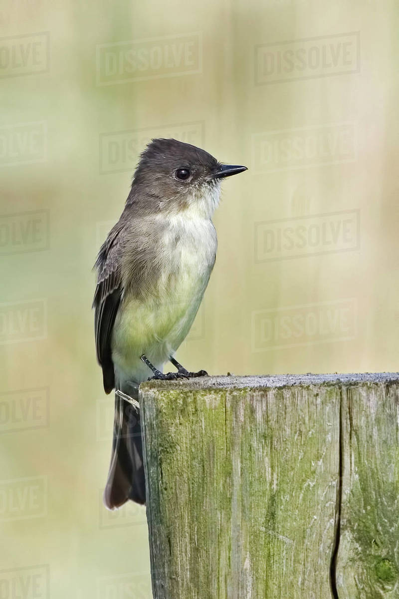 A Vertical of Eastern Phoebe, Sayornis phoebe, perched on post - Stock ...