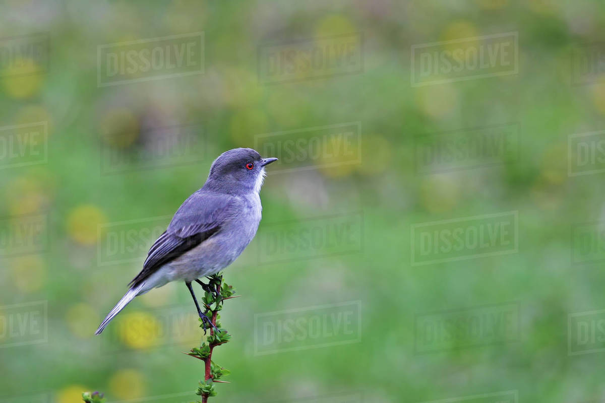 A Fire-eyed Diucon, Xolmis pyrope, perched on branch - Stock Photo ...