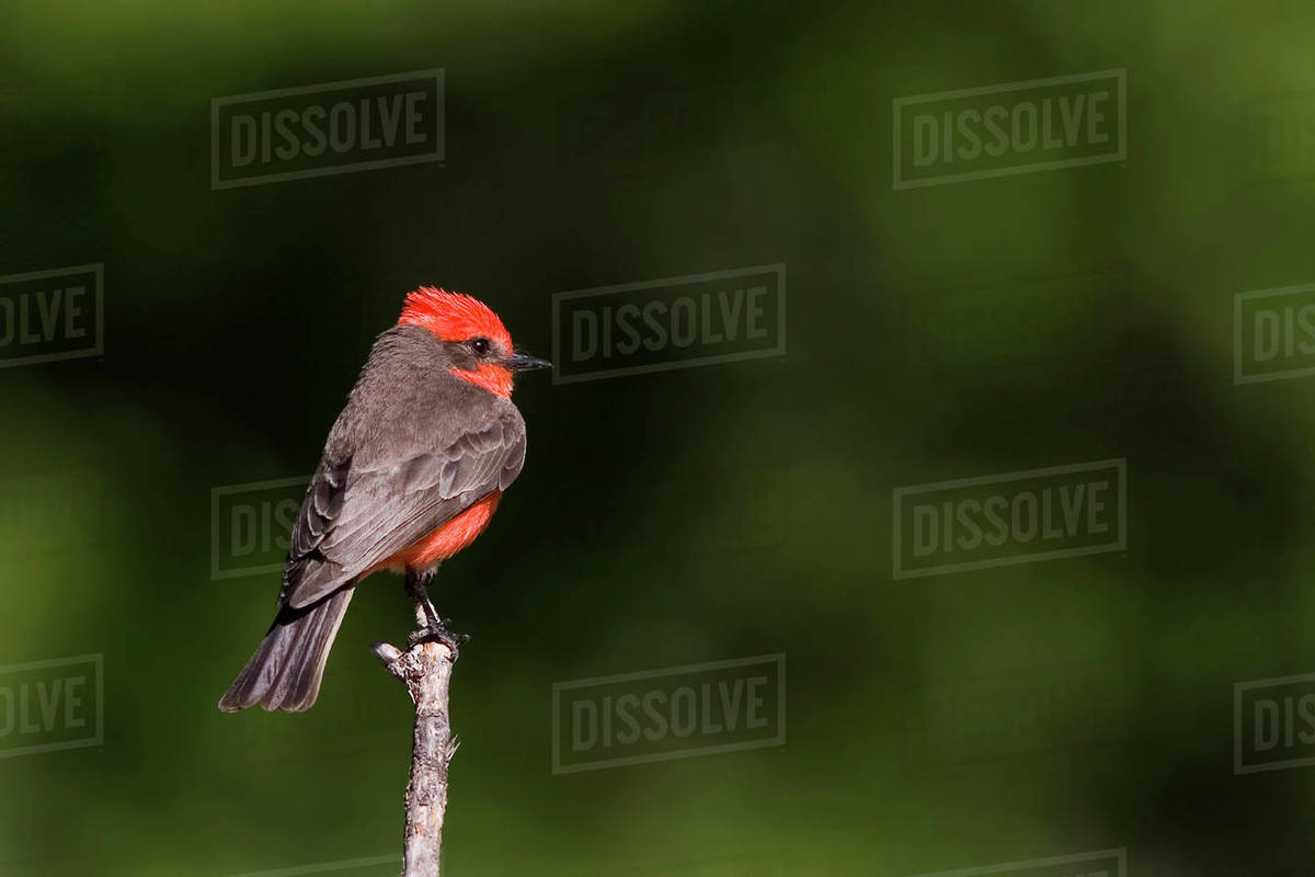 A Vermilion Flycatcher, Pyrocephalus obscurus, perched - Royalty-free ...