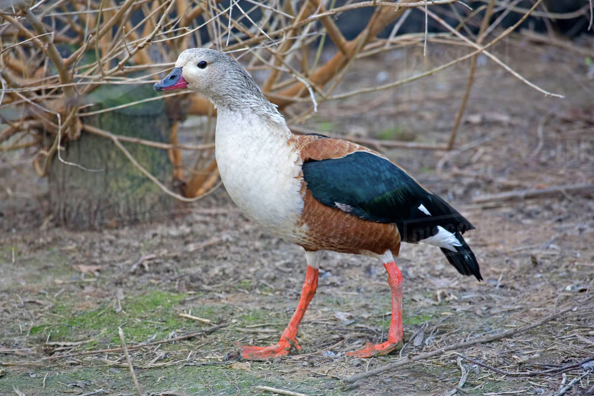An Orinoco Goose, Neochen jubata, walking in field - Stock Photo - Dissolve