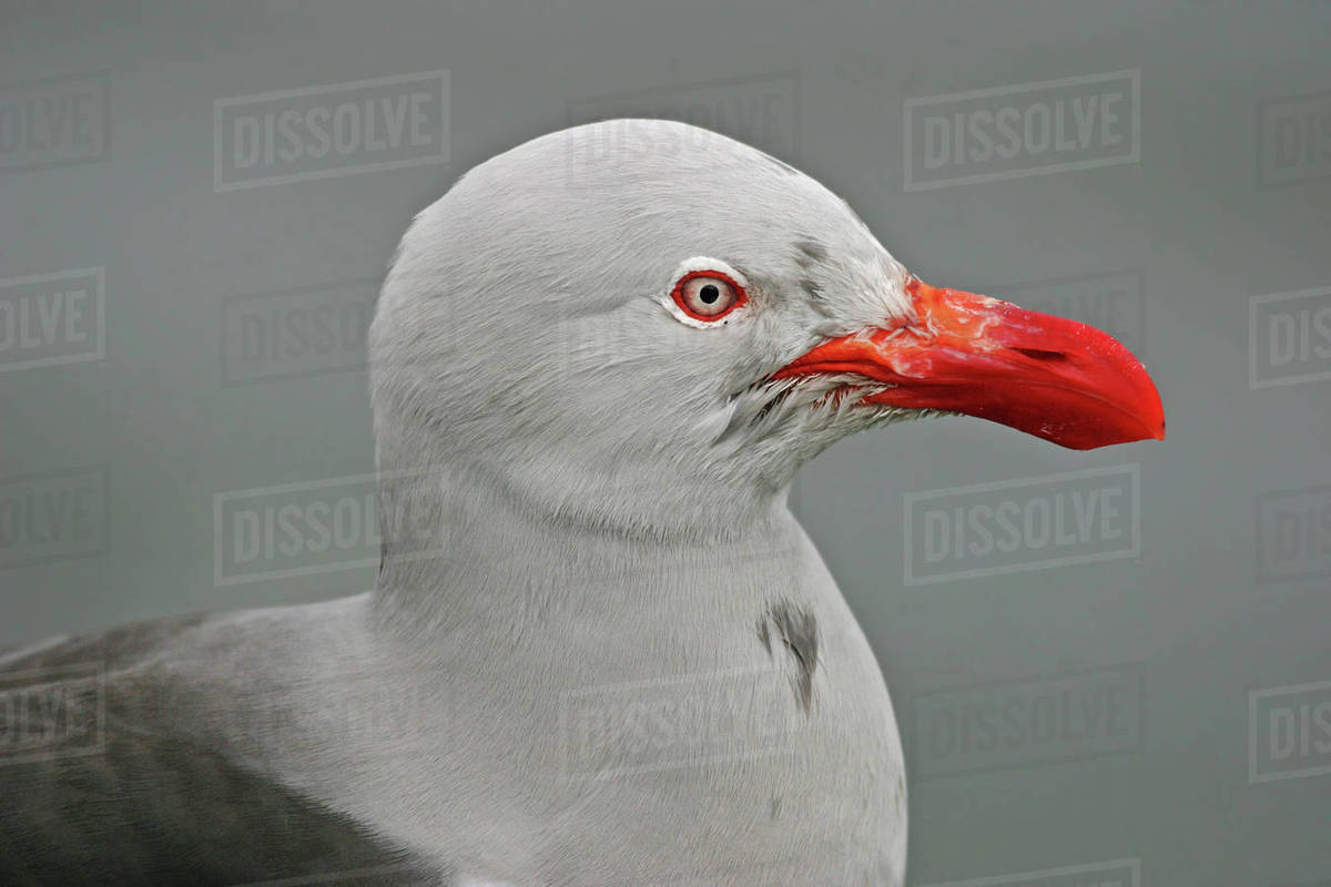 A Dolphin Gull, Leucophaeus scoresbii, close up - Royalty-free Stock ...
