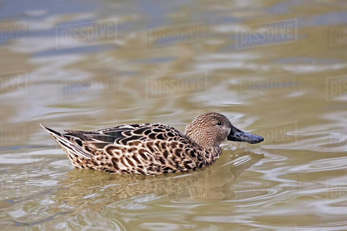 A Female of a Red Shoveler, Anas platalea, on the water - Royalty-free ...