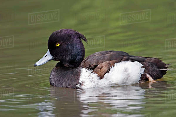 A Male Tufted Duck, Aythya fuligula, on small pond - Royalty-free Stock ...