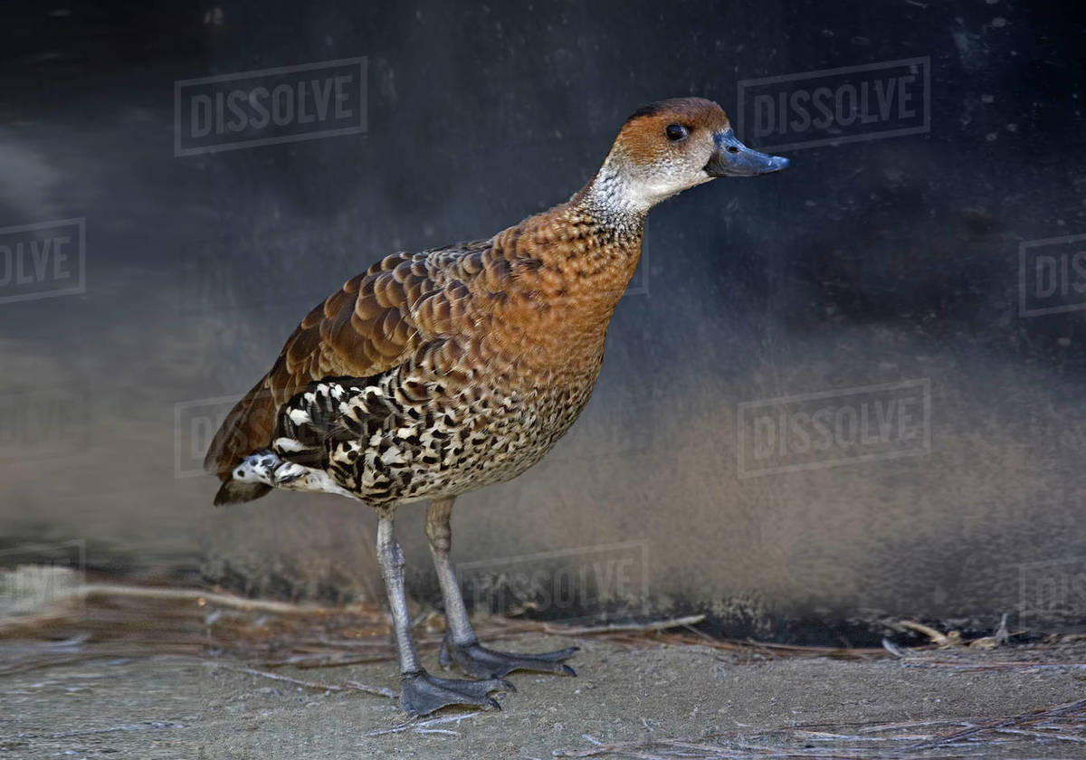 A West Indian Whistling Duck, Dendrocygna arborea, close up view ...