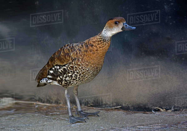 A West Indian Whistling Duck, Dendrocygna arborea, close up view ...