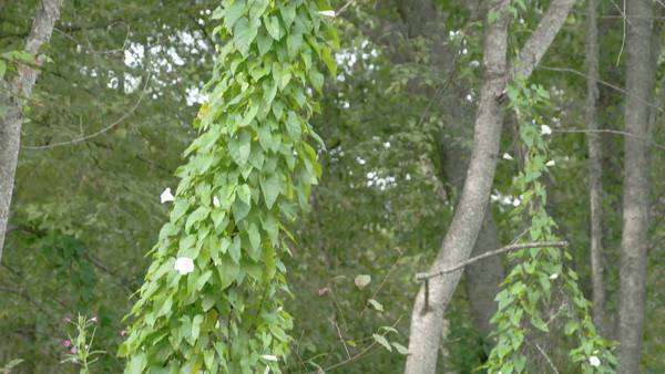 The long vine of the field bindweed plant crawling on the trunk of the ...