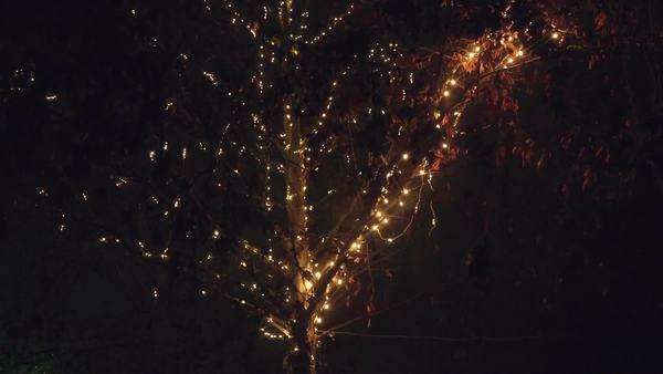 Blinking led light holiday decoration on deciduous tree in the night ...