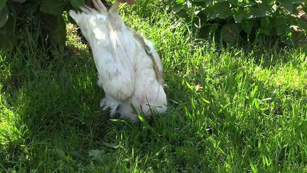 Chicken with cut off head on green meadow. - Stock Video Footage - Dissolve