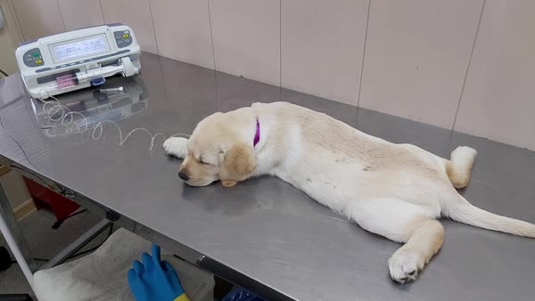 Young labrador puppy dog receives intravenous infusion through a ...