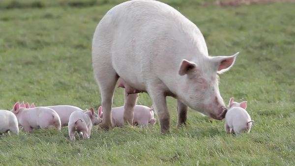 Mother Sow With Piglets, Pigs, Free Range Pig Farm, Scarborough ...