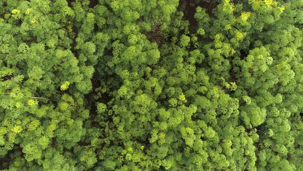 Tropical forest. Top view. Aerial. Thailand. - Stock Video Footage ...