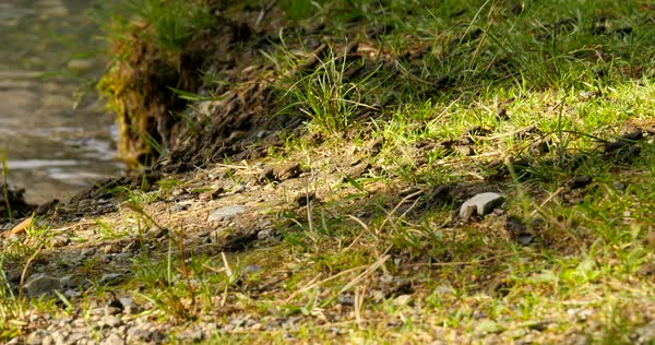 Toadlets walk and hop along the shore of a lake during migration ...